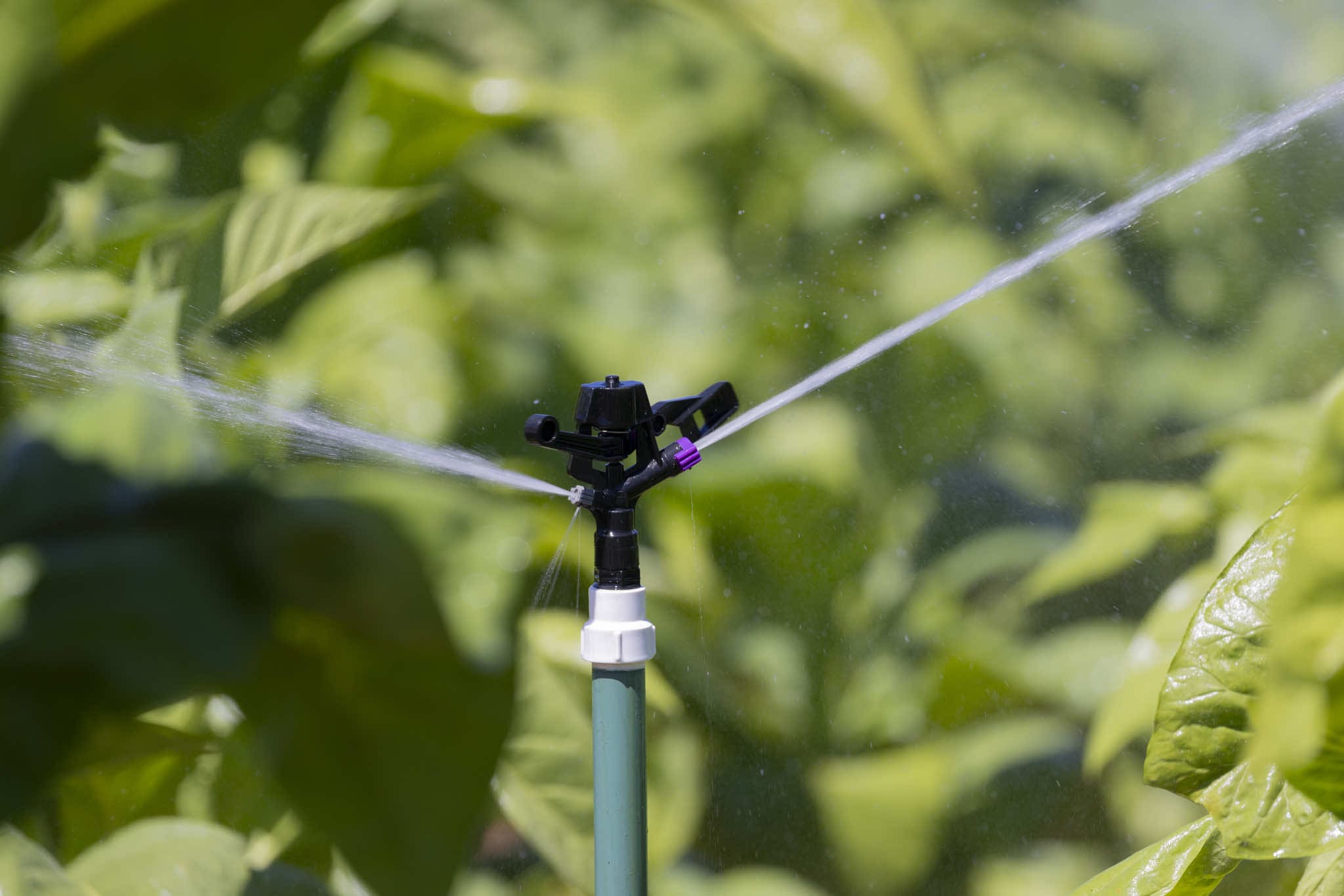 Forster Irrigation | Sustainable Water Solutions Zimbabwe